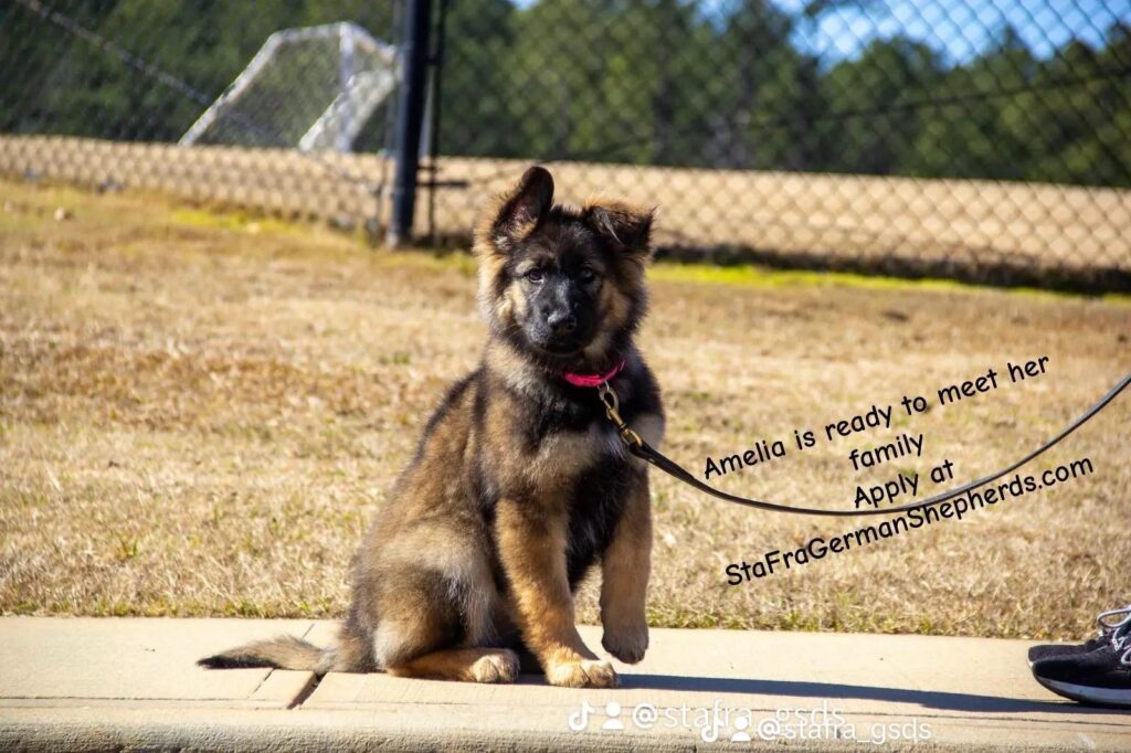 GSD Puppies – Stafra German Shepherds